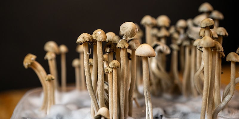 ¿Qué Es La Panaeolus Cyanescens? - Zamnesia